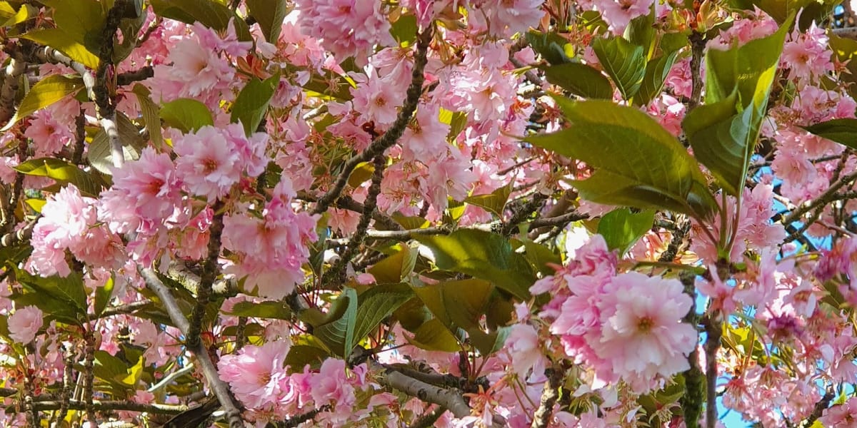 Why London should embrace hanami 🌸